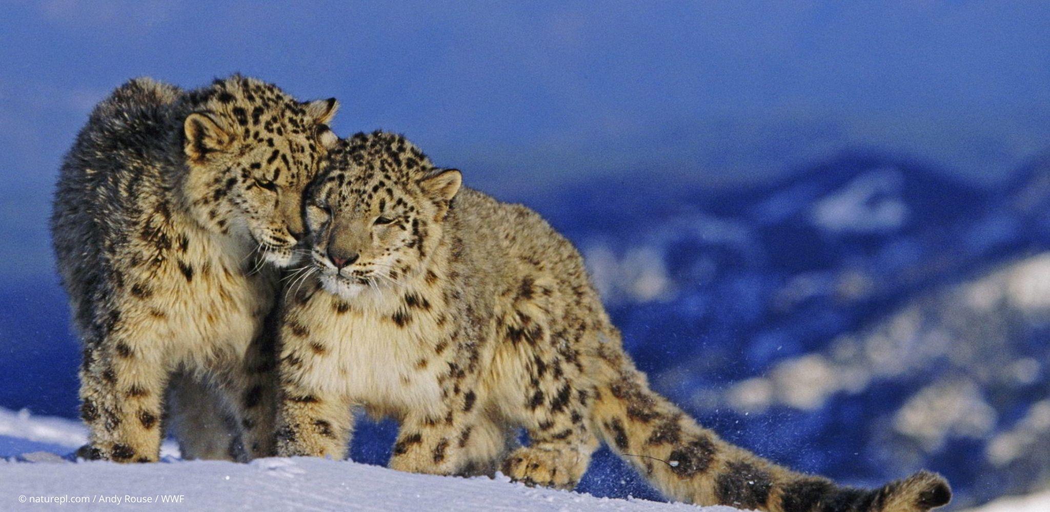 Precisamos de ti na luta para salvar o leopardo-das-neves - WWF Portugal