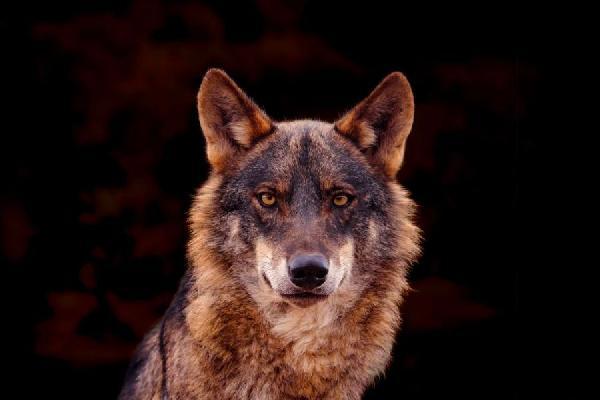 ASSINA: Temos de proteger o lobo! - WWF Portugal